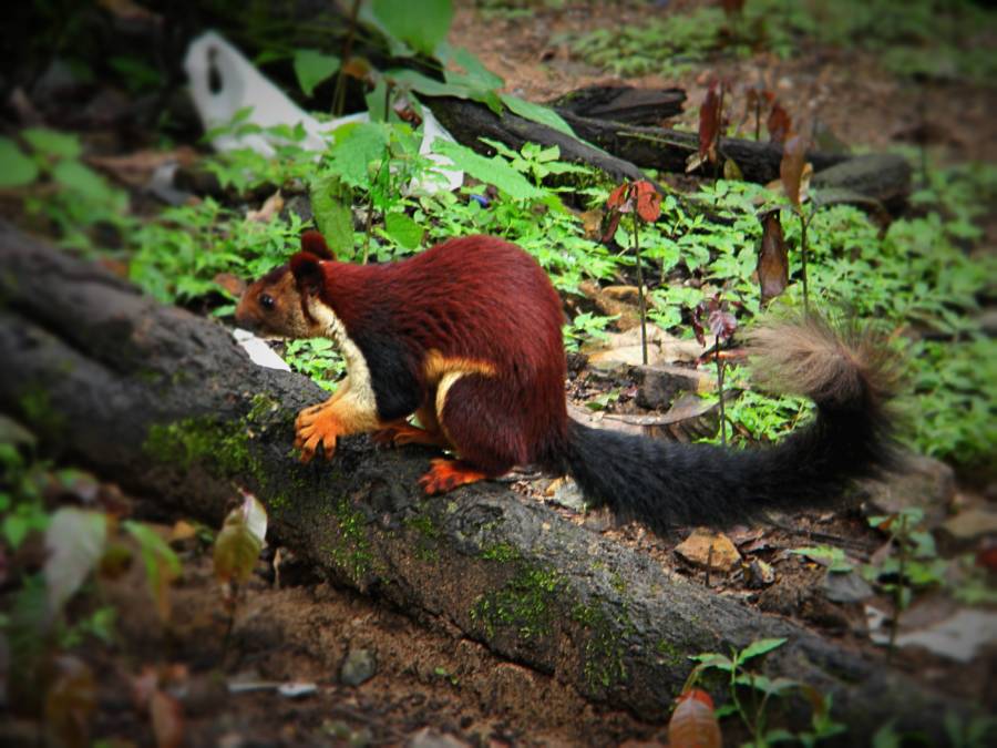 Meet The Indian Giant Squirrel, The Exotic Rainbow Rodent