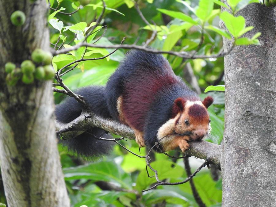 Meet The Indian Giant Squirrel, The Exotic Rainbow Rodent