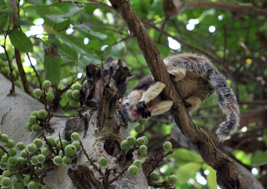 Meet The Indian Giant Squirrel, The Exotic Rainbow Rodent