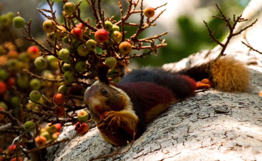 Meet The Indian Giant Squirrel, The Exotic Rainbow Rodent