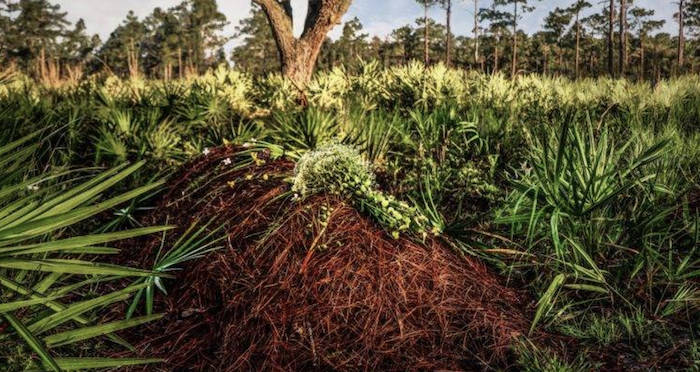 Washington Is Now Officially The First State To Allow "Human Composting"