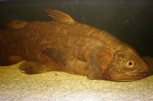 The Coelacanth, The Gigantic Prehistoric Fish That's Still Alive Today