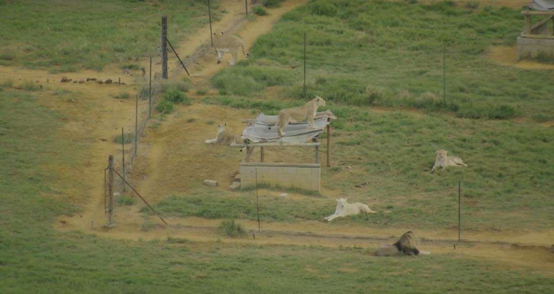 South African 'Farm' Slaughters 54 Lions In 2 Days For Their Bones