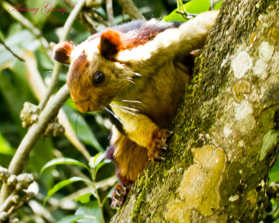 Meet The Indian Giant Squirrel, The Exotic Rainbow Rodent