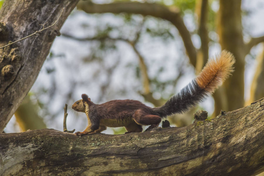 Meet The Indian Giant Squirrel, The Exotic Rainbow Rodent