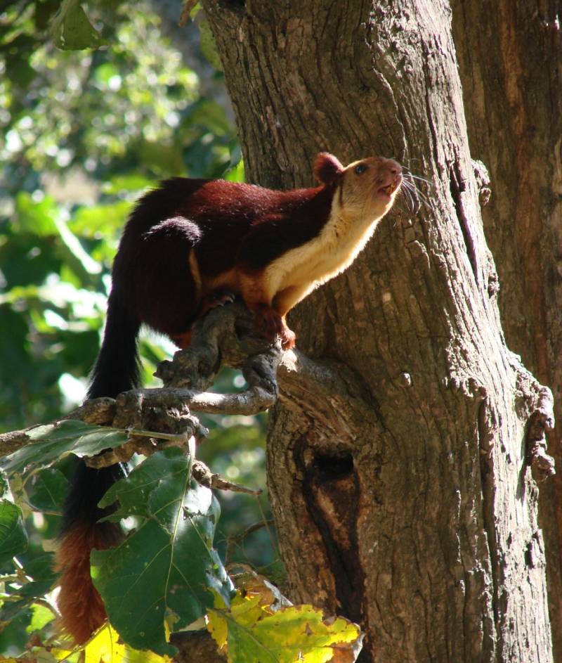 Meet The Indian Giant Squirrel, The Exotic Rainbow Rodent
