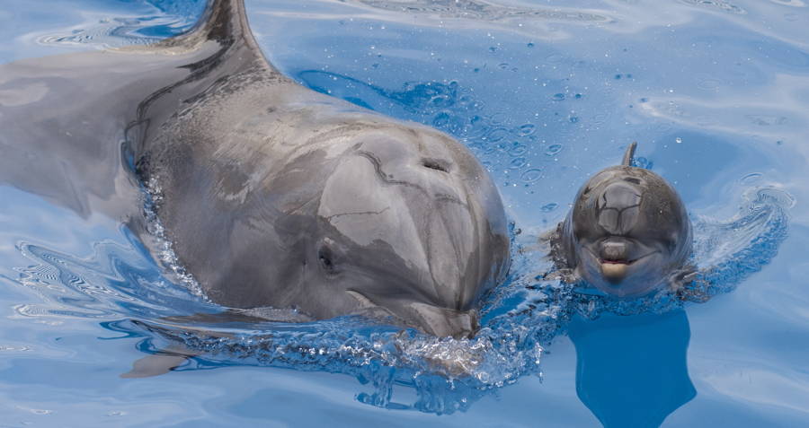 Baby Dolphin Dies On Florida Beach With Plastic In Its Belly