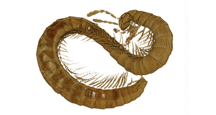 99 Million-Year-Old Millipede Species Found Perfectly Preserved In Amber