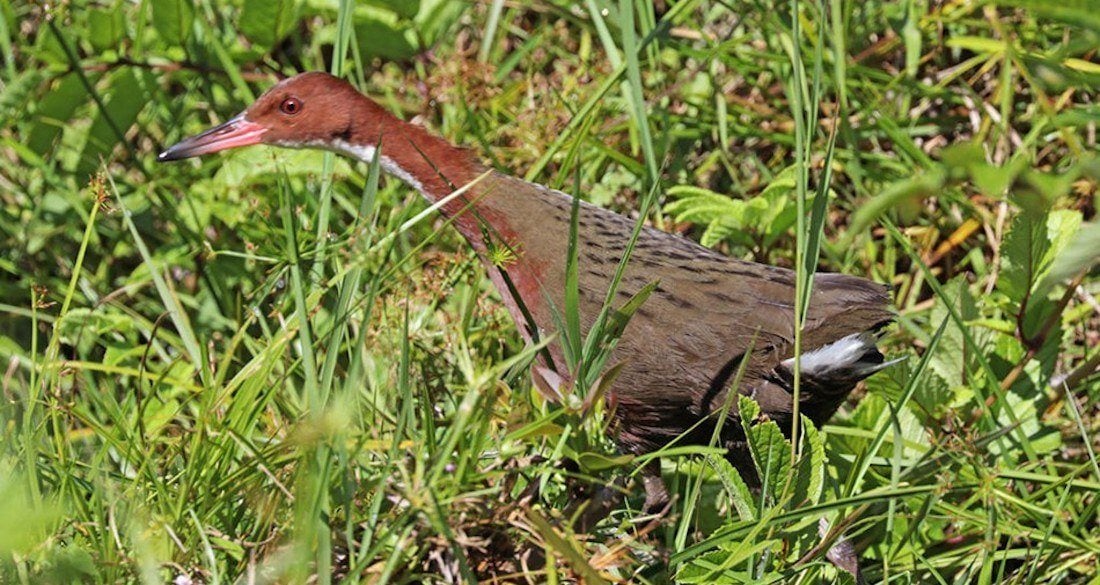 The Aldabra Rail Went Extinct Then Re-Evolved Into Existence