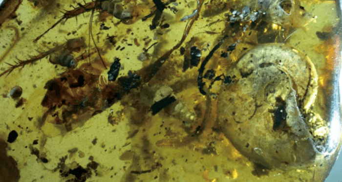Ammonite Fossil Found Perfectly Preserved In 99 Million Year Oid Amber