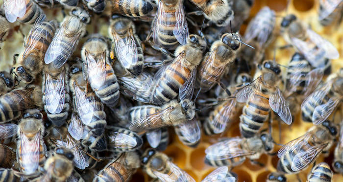600,000 Bees Killed After 24 Beehives Were Vandalized In Texas