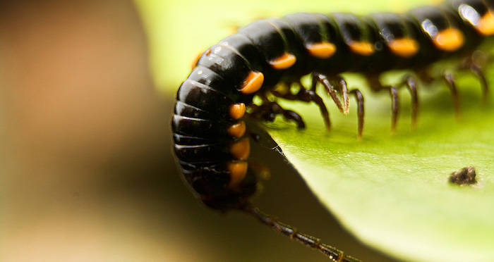 99 Million-Year-Old Millipede Species Found Perfectly Preserved In Amber