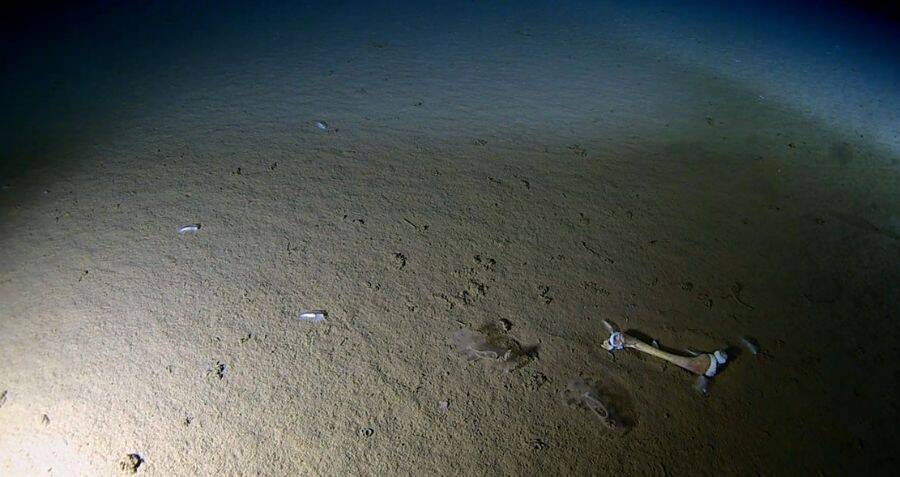 Challenger Deep: What Lies In The Deepest Part Of The Ocean?
