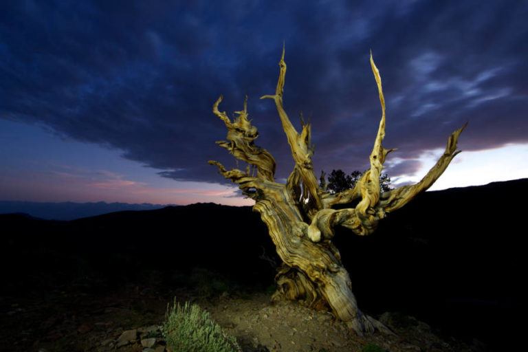 Meet The Methuselah Tree, The Oldest Tree In The World