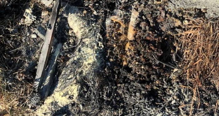 600,000 Bees Killed After 24 Beehives Were Vandalized In Texas