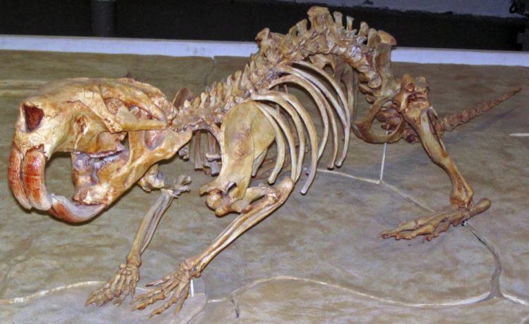 Castoroides The Giant Beaver That Roamed Prehistoric Earth