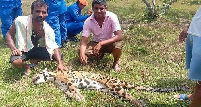 Laughing Poachers Share Photos Of Endangered Leopard They Just Killed