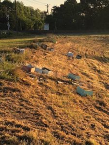 600,000 Bees Killed After 24 Beehives Were Vandalized In Texas