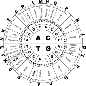 Scientists Build A Completely Synthetic Life Form — A World First