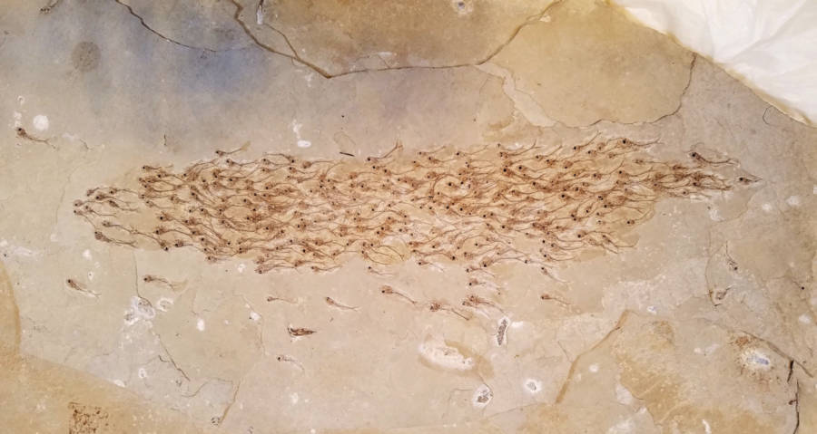 50-Million-Year-Old Fossil Captures A Swimming School Of Fish