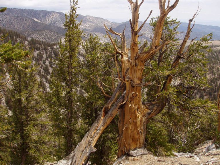 Meet The Methuselah Tree, The Oldest Tree In The World