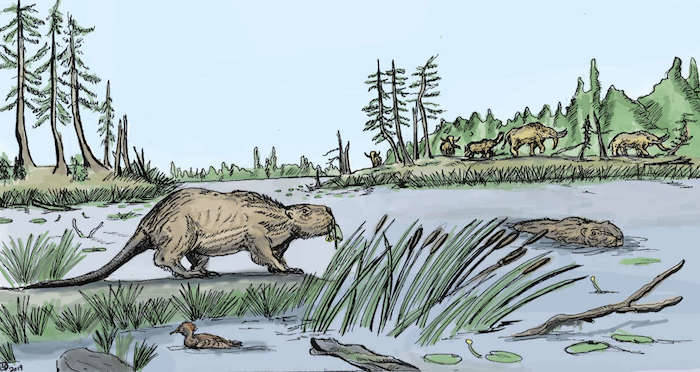 Castoroides: The Giant Beaver That Roamed Prehistoric Earth