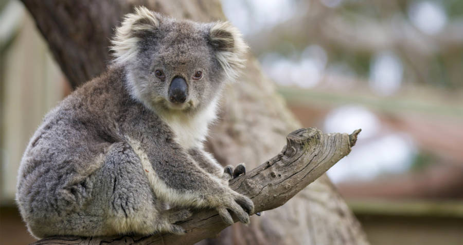 Threatened By Deforestation, Koalas Are Now "Functionally Extinct"