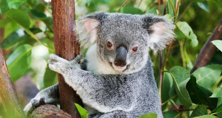 Threatened By Deforestation, Koalas Are Now "Functionally Extinct"