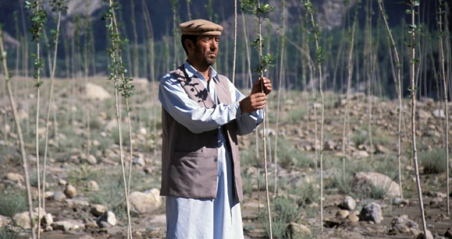 New Pakistani Policy Makes Planting Two Trees On Properties Mandatory
