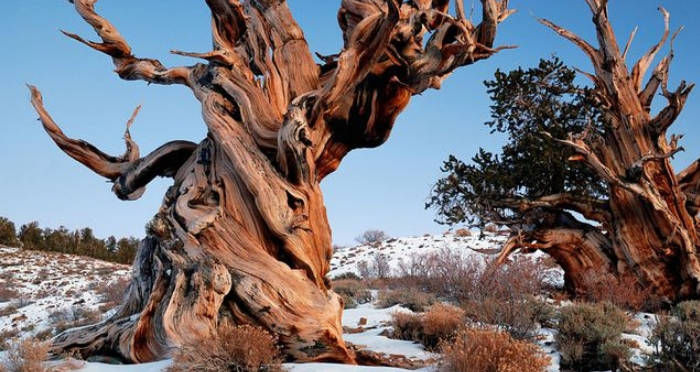 Meet The Methuselah Tree, The Oldest Tree In The World