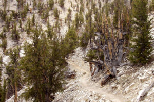 Meet The Methuselah Tree, The Oldest Tree In The World
