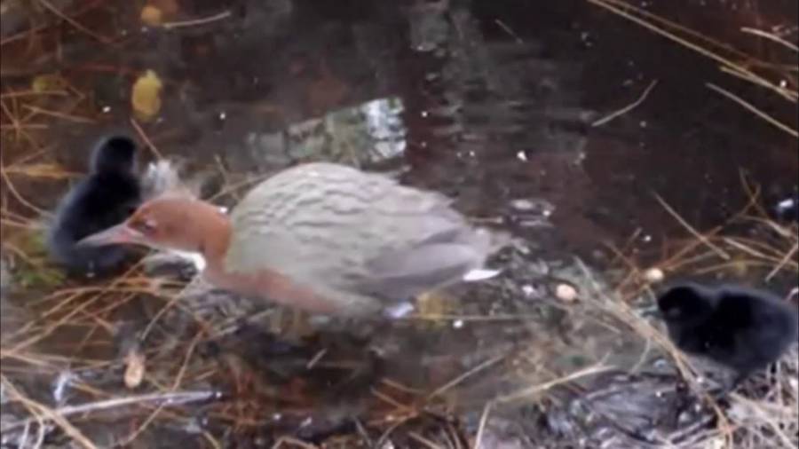 The Aldabra Rail Went Extinct Then Re-Evolved Into Existence