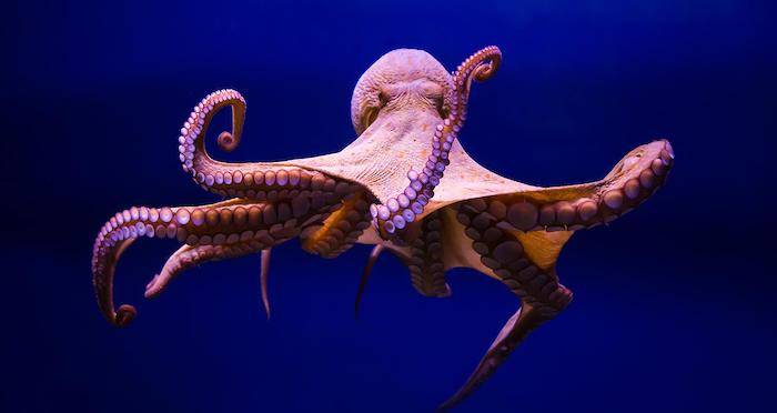 Global Warming Is Threatening To Permanently Blind Octopuses