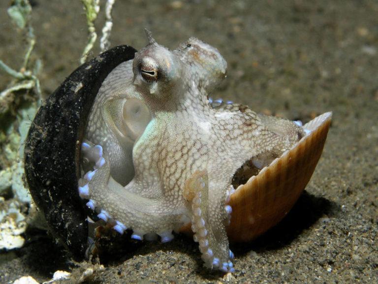 Global Warming Is Threatening To Permanently Blind Octopuses