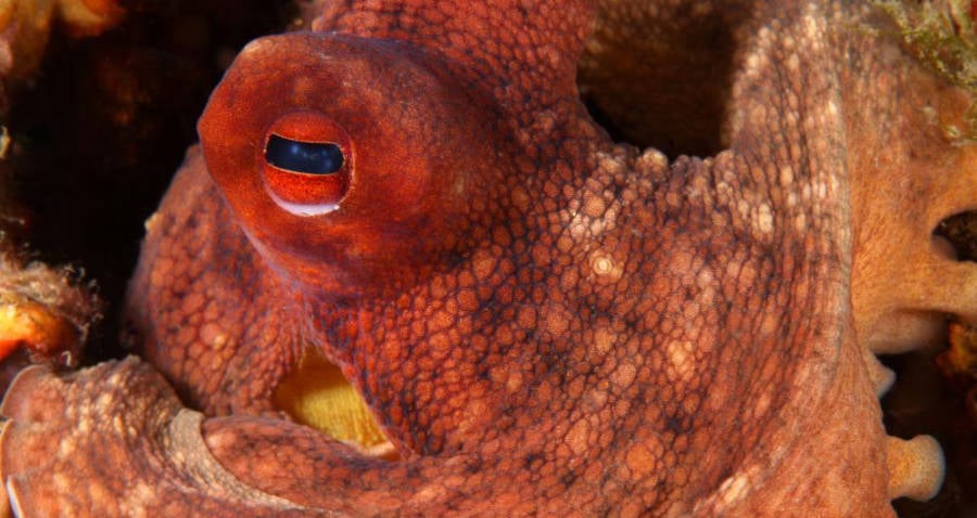 Global Warming Is Threatening To Permanently Blind Octopuses