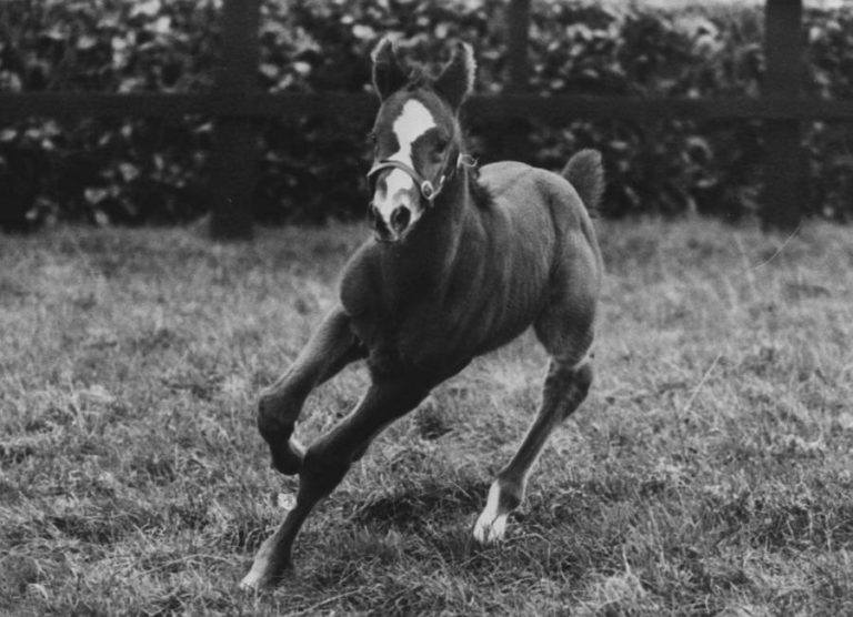 Shergar: The Wonder Horse Whose Kidnapping Shocked the World