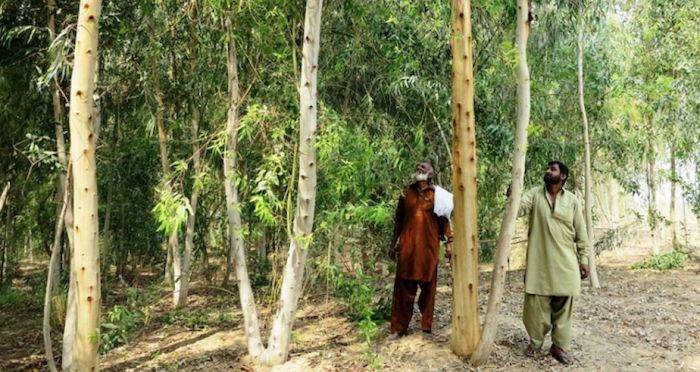New Pakistani Policy Makes Planting Two Trees On Properties Mandatory