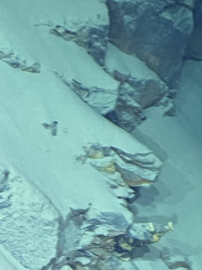 Challenger Deep: What Lies In The Deepest Part Of The Ocean?