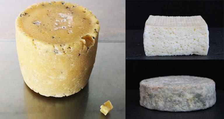 "Human Cheese": Museum Displays Cheese Made From Armpit Bacteria