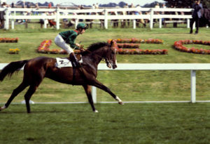 Shergar: The Wonder Horse Whose Kidnapping Shocked the World