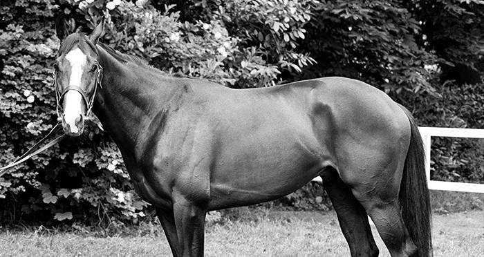 Shergar: The Wonder Horse Whose Kidnapping Shocked the World
