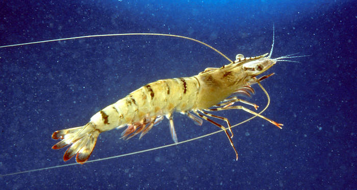 Cocaine Found In Every Shrimp Tested In England's Waterways