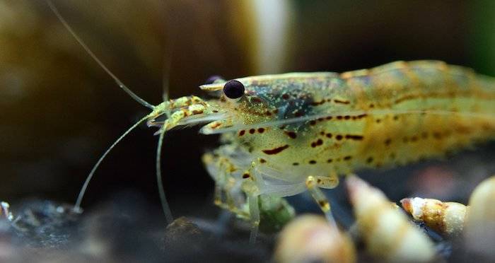 Cocaine Found In Every Shrimp Tested In England's Waterways