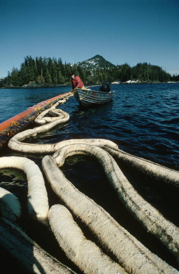 The Exxon Valdez Oil Spill In 33 Devastating Photos