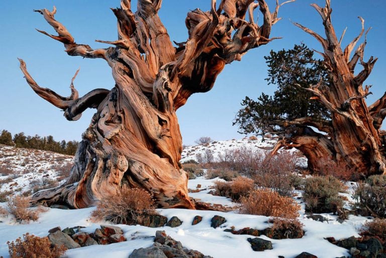 Meet The Methuselah Tree, The Oldest Tree In The World