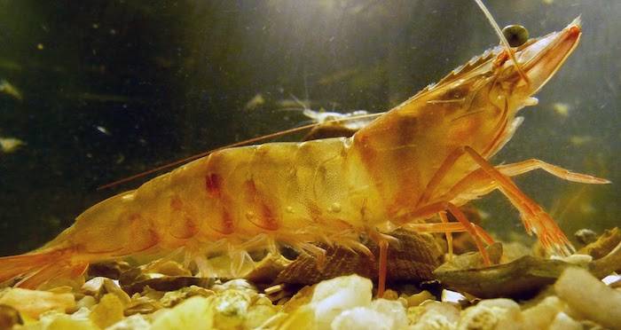 Cocaine Found In Every Shrimp Tested In England's Waterways