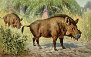 Entelodont: The Prehistoric "Hell Pig" That Weighed 2,000 Pounds