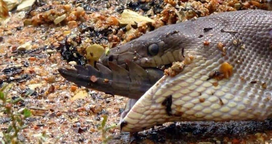 Huge Olive Python Swallows A Crocodile Whole In Australia