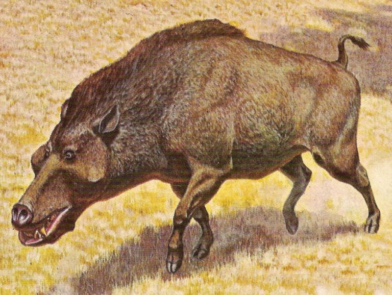 Entelodont: The Prehistoric "Hell Pig" That Weighed 2,000 Pounds
