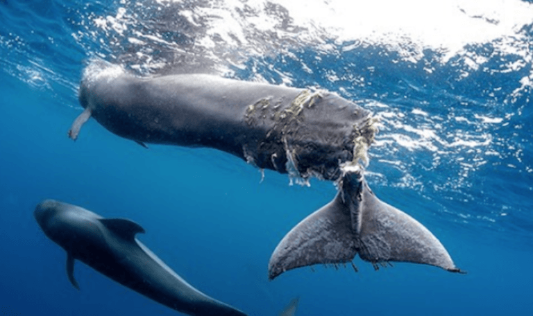 Baby Whale Is Euthanized When Tail Is Severely Maimed By Boat